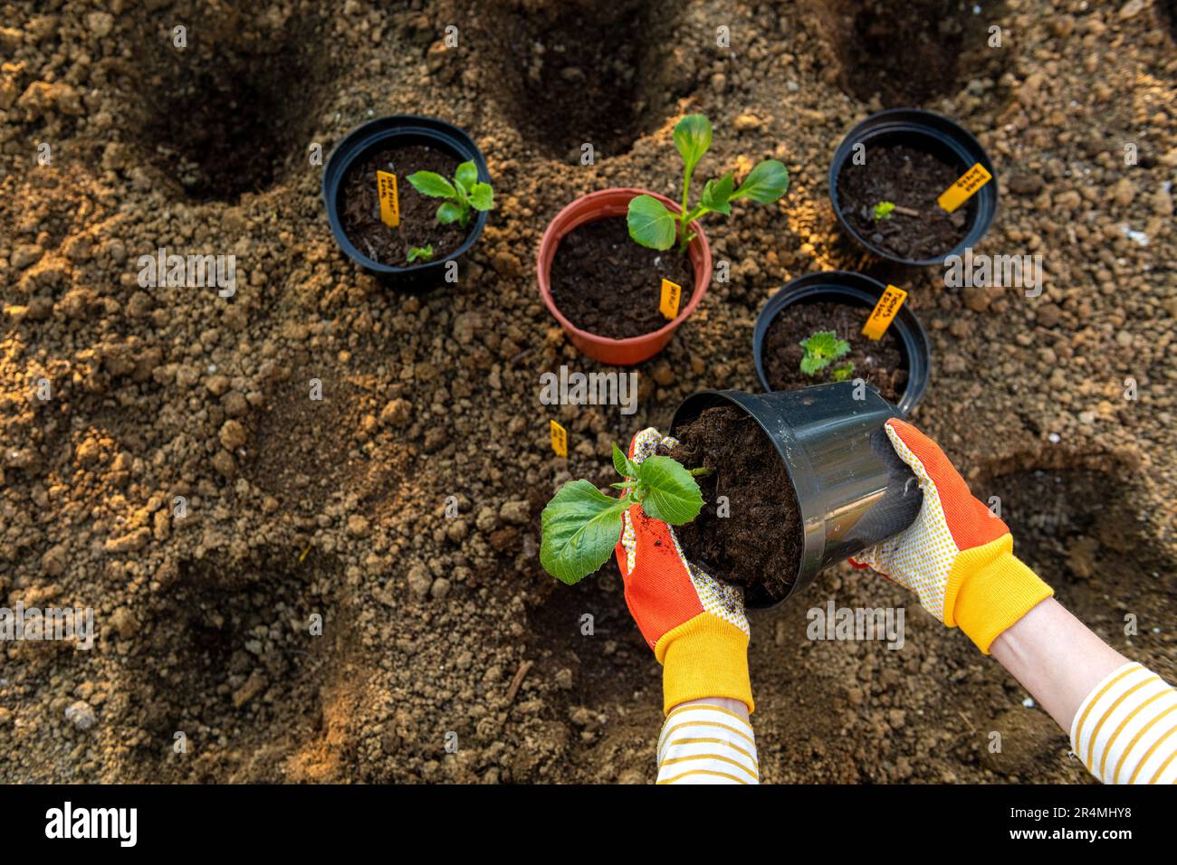 Planting dahlia plants in a flowerbed. Woman planting presprouted ...