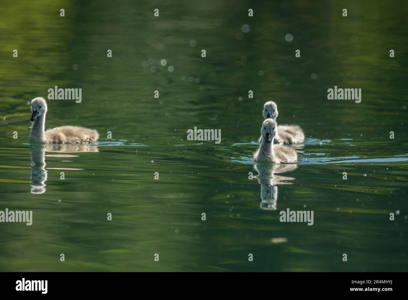 Swans are birds of the family Anatidae within the genus Cygnus.[3] The ...
