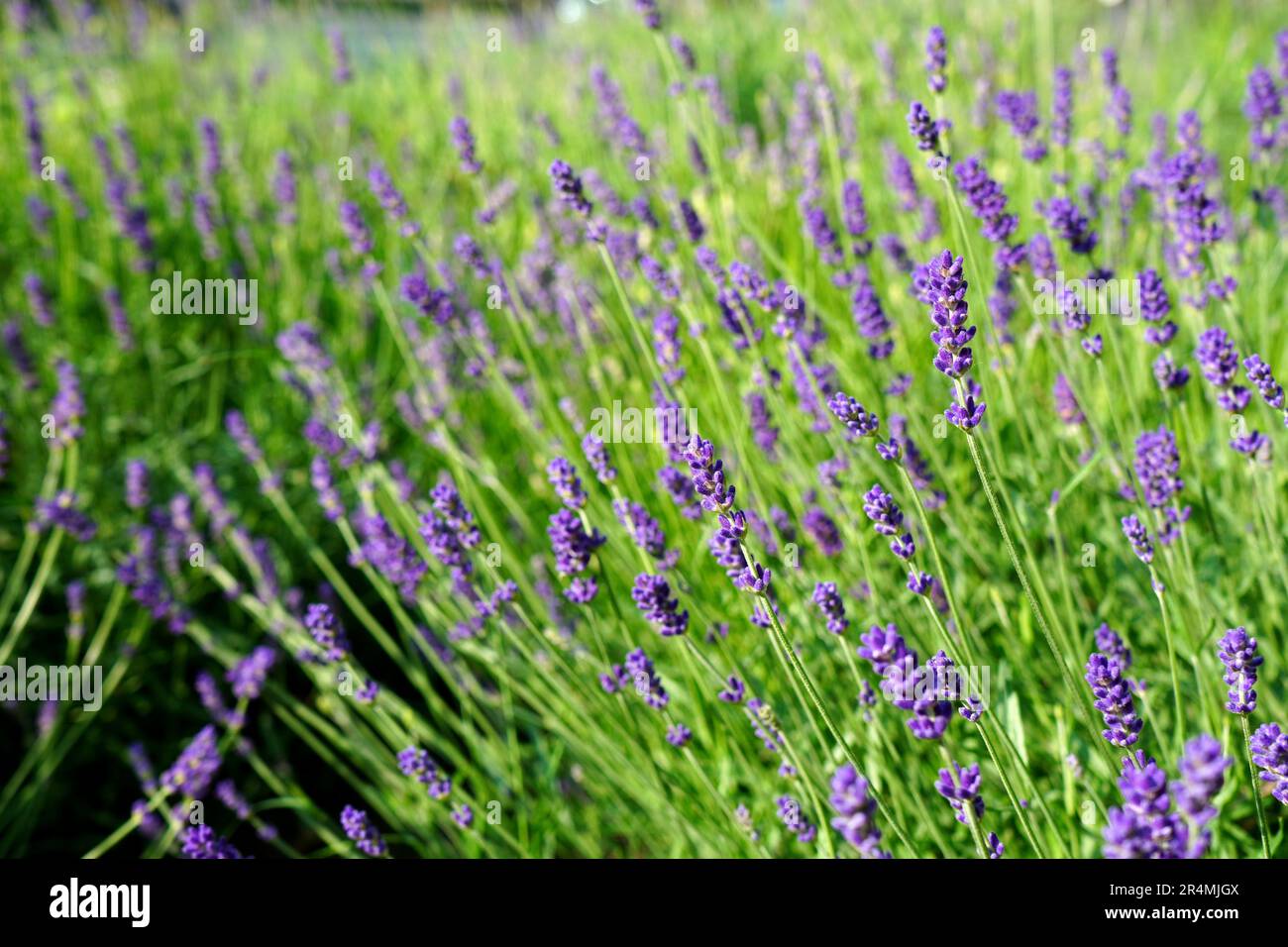 Cluster of lavender plants with fresh purple buds in spike ...