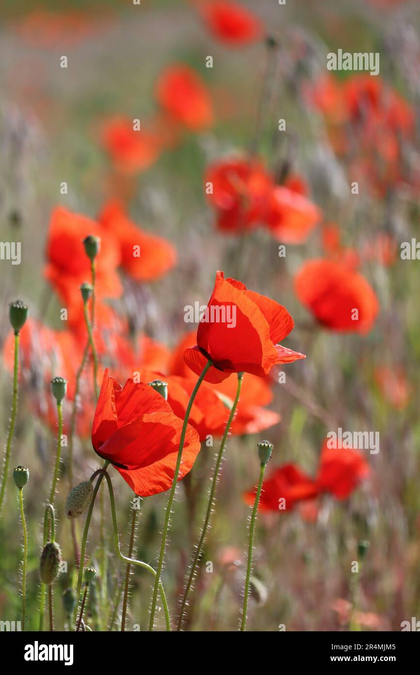 Flowers dancing with the wind hi-res stock photography and images - Alamy