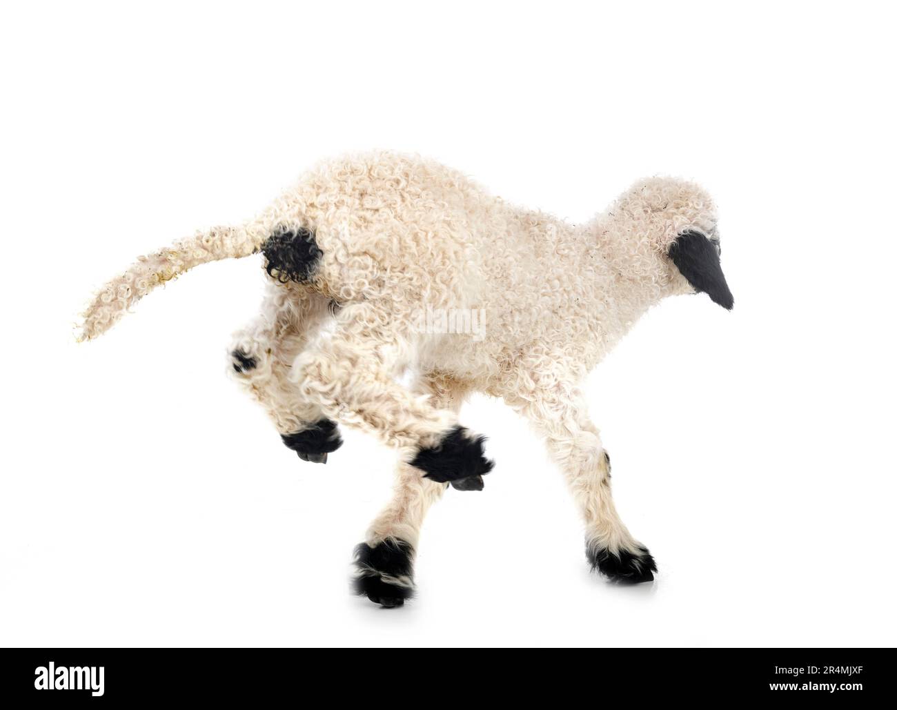 lamb Valais Blacknose in front of white background, focus on the head ...