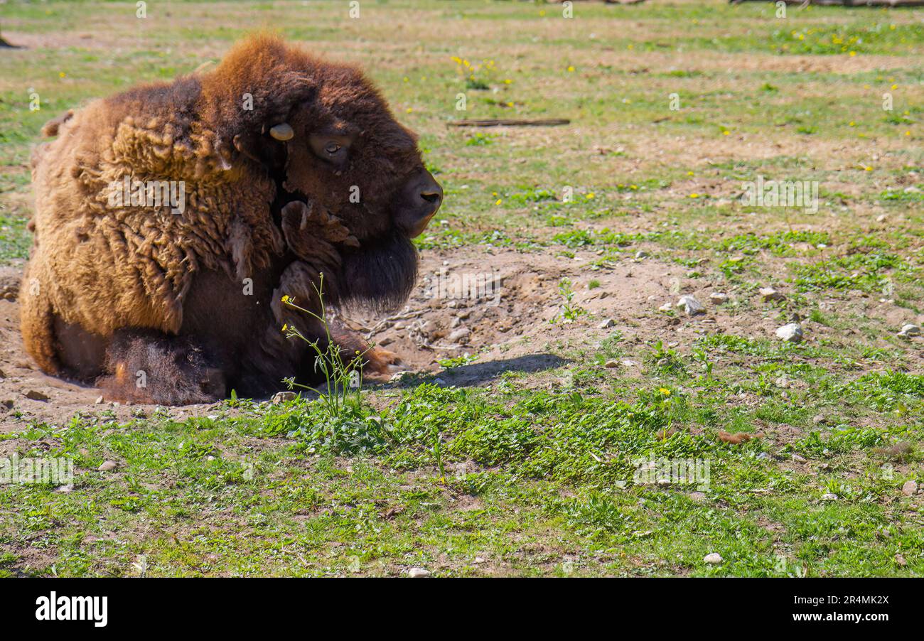 The American bison or simply bison, also commonly known as the American ...