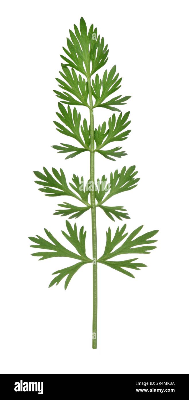 Caraway - Carum carvi Stock Photo - Alamy