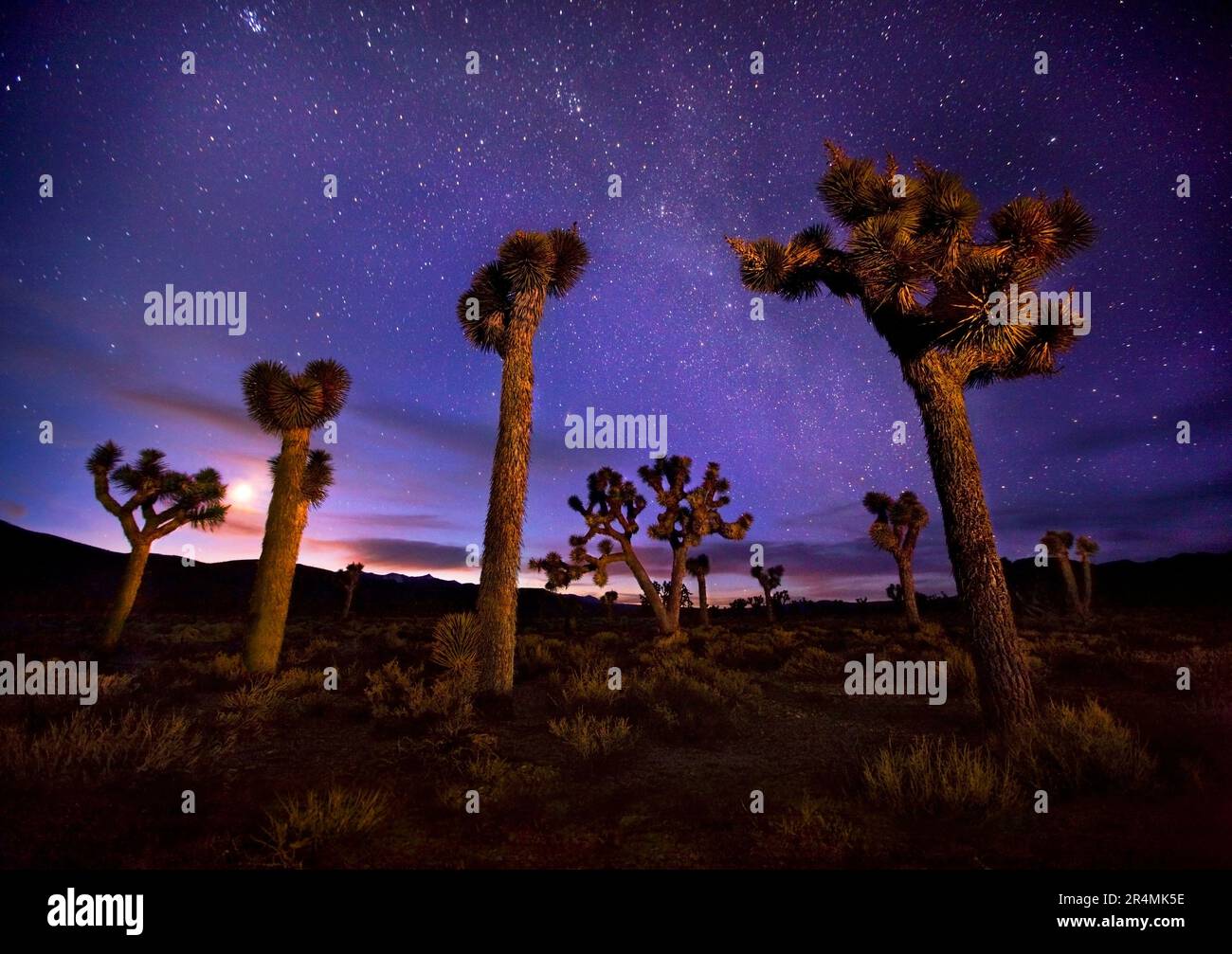 "Light Painted" Joshua Trees photographed under the Milky Way, moon and ...