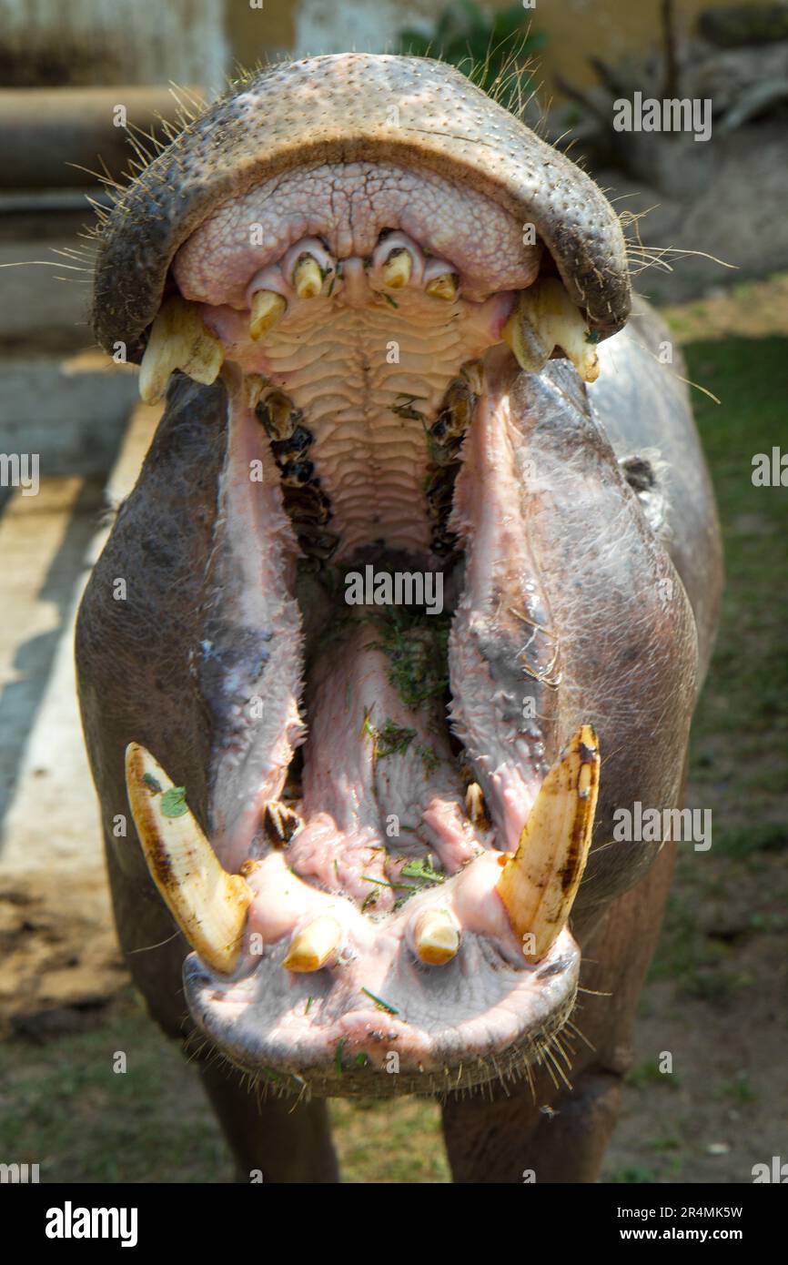Pigmy hippopotamus hi-res stock photography and images - Alamy