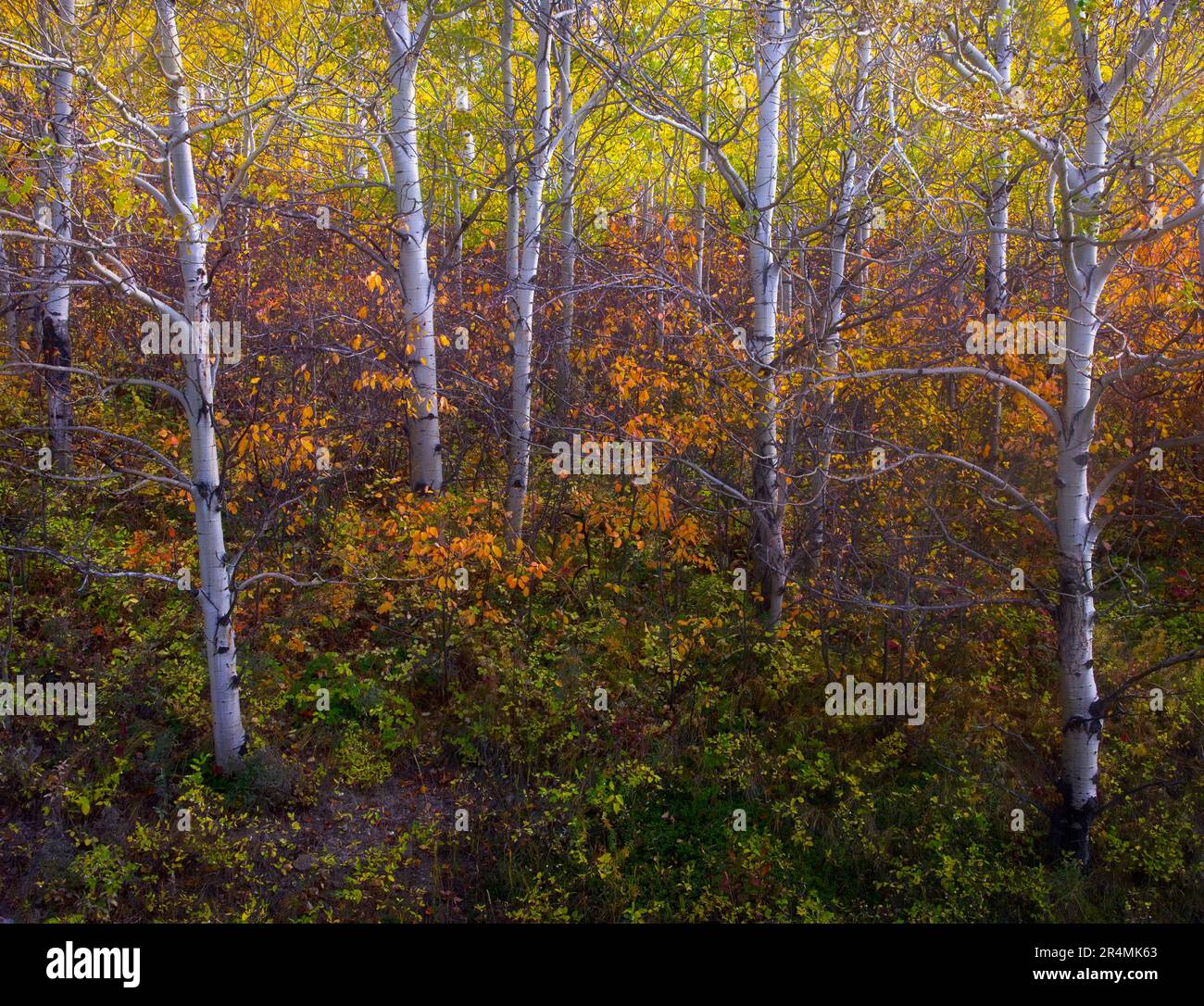 Aspen colors hi-res stock photography and images - Alamy