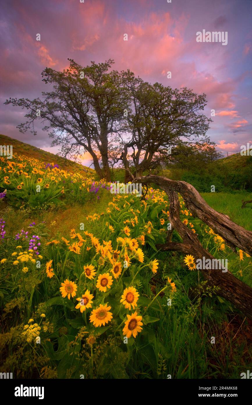 Beautiful wildflowers surround an old branch reaching outward towards a ...