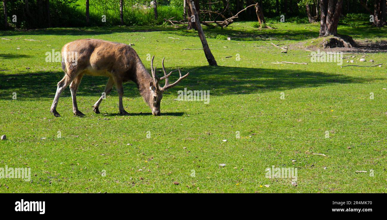 The Père David's deer (Elaphurus davidianus), also known as the milu or ...
