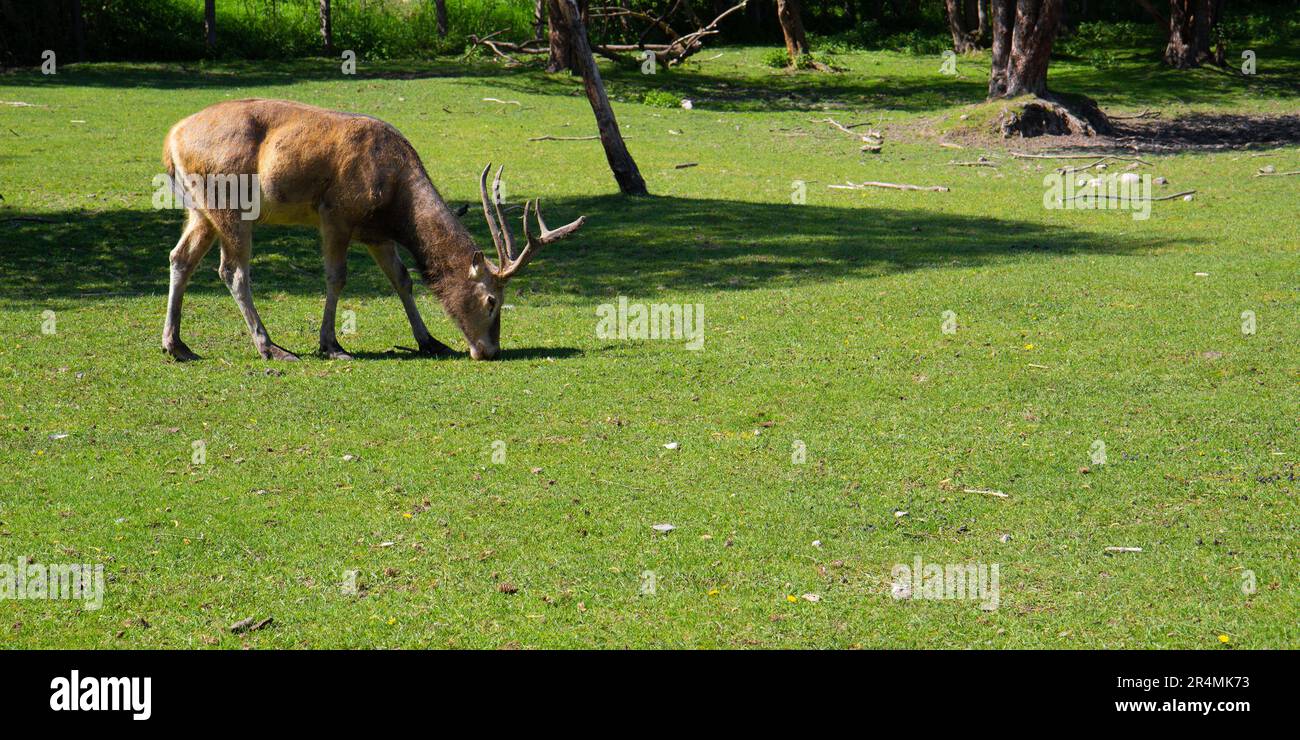 The Père David's deer (Elaphurus davidianus), also known as the milu or ...
