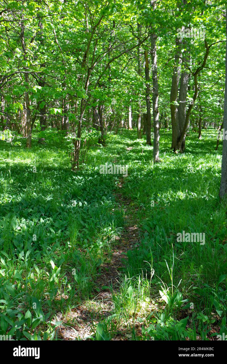 Walkway Lane Path With Green Trees in Forest. Beautiful Alley In Park ...