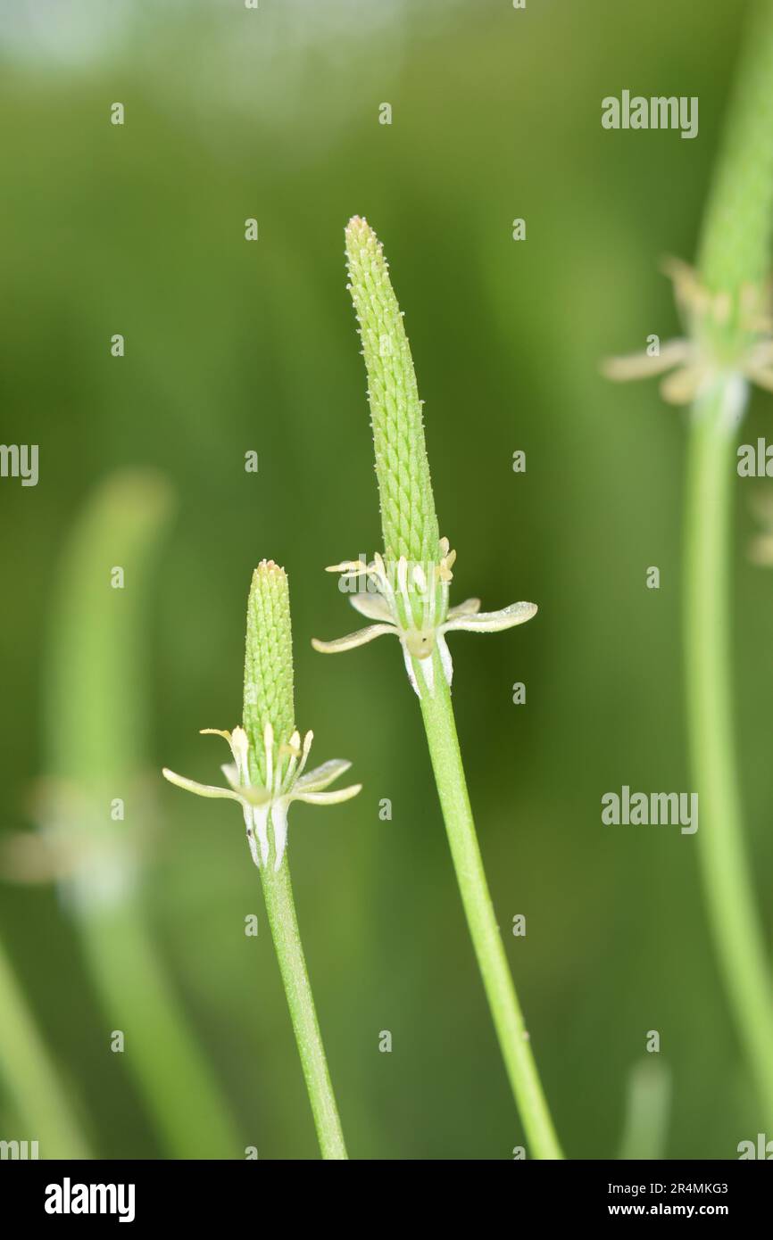 Mysosurus minimus hi-res stock photography and images - Alamy