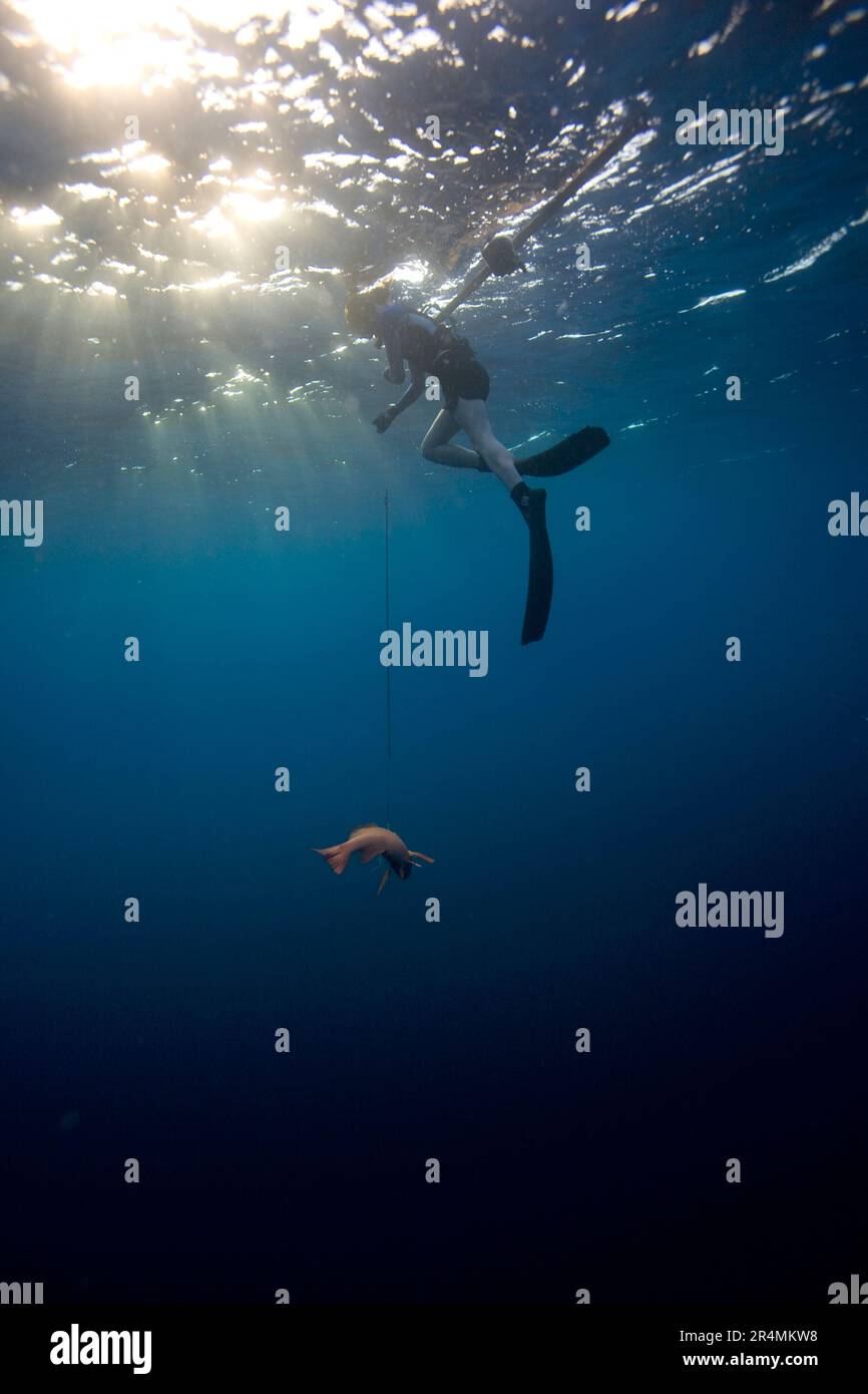 Under water view of a free diver pulling in a recently speared fish in ...