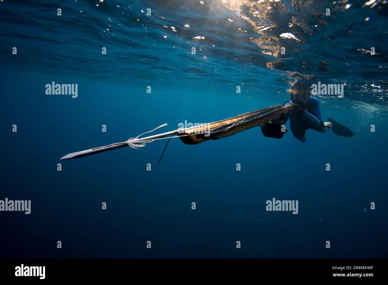 Underwater view of a woman swimming with a speargun, as the tip heads ...