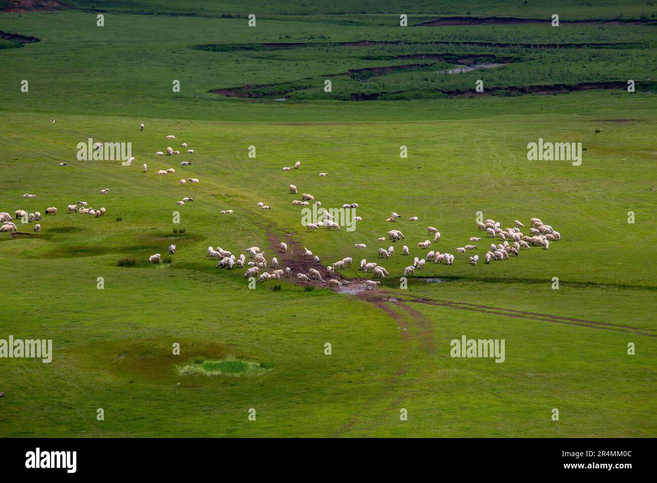 Meandering stream with mountains and clouds at The Persembe Plateau at ...