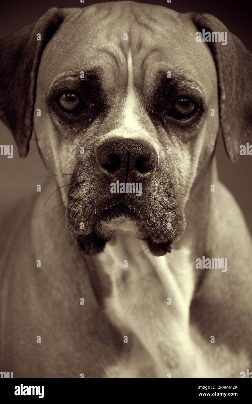 Canine portraiture hi-res stock photography and images - Alamy