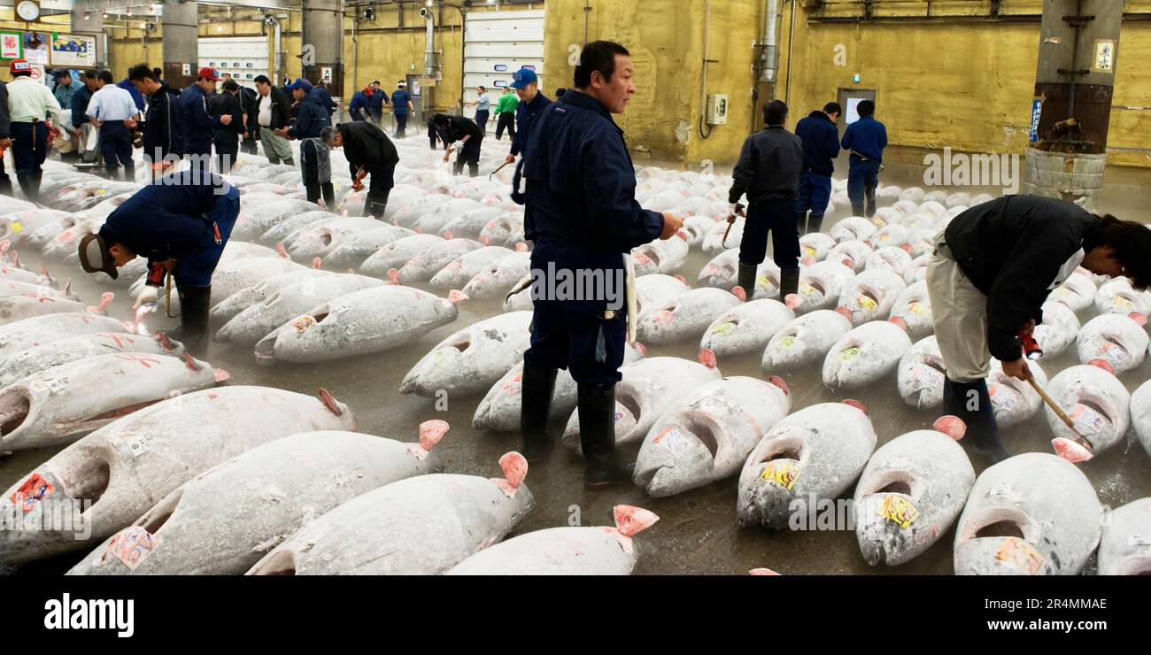 Rows of fresh frozen tuna, people in background, inspecting tuna at the ...