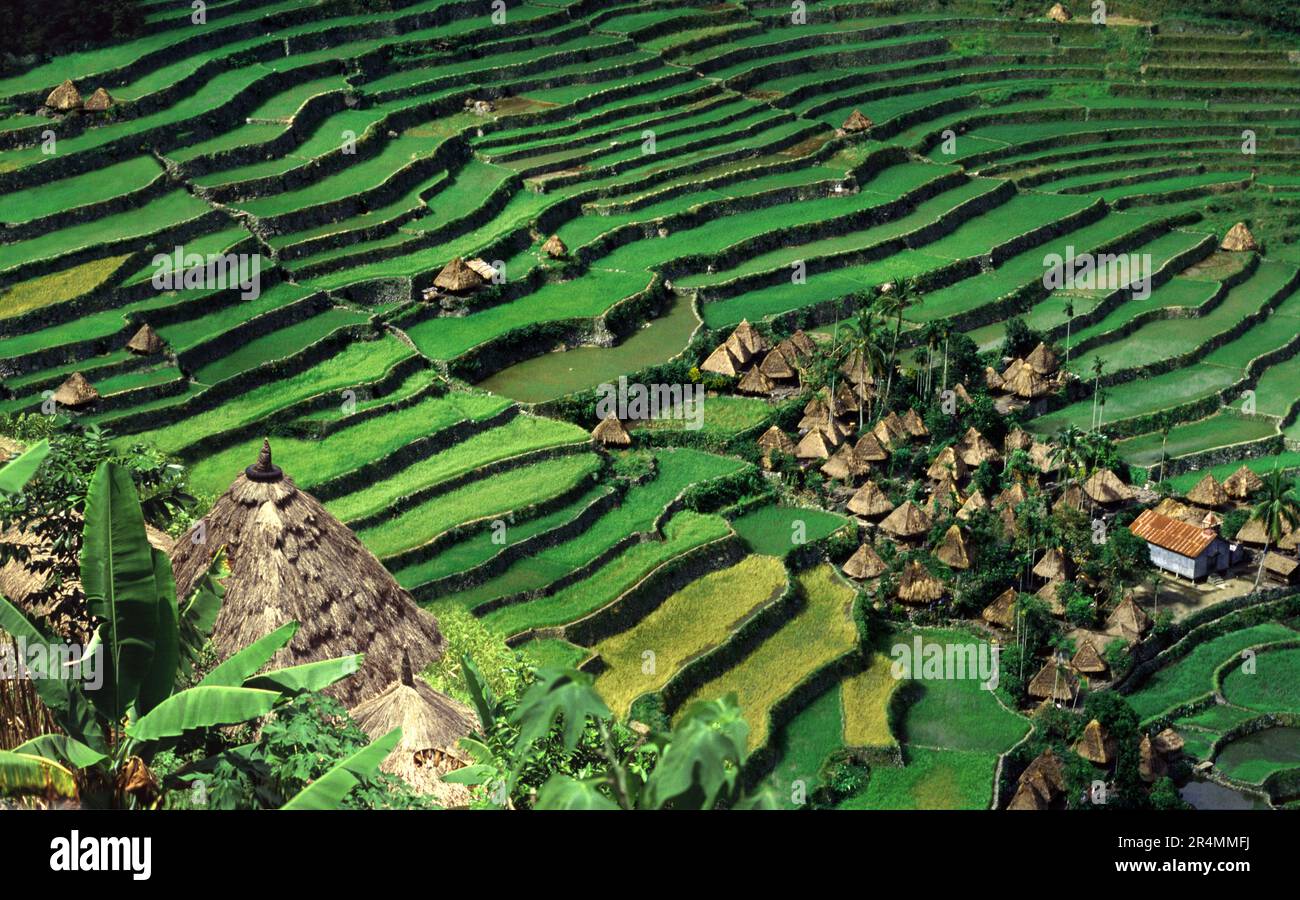 Batad -Mountain Province - Luzon - Philippines: Rice terraces and ...