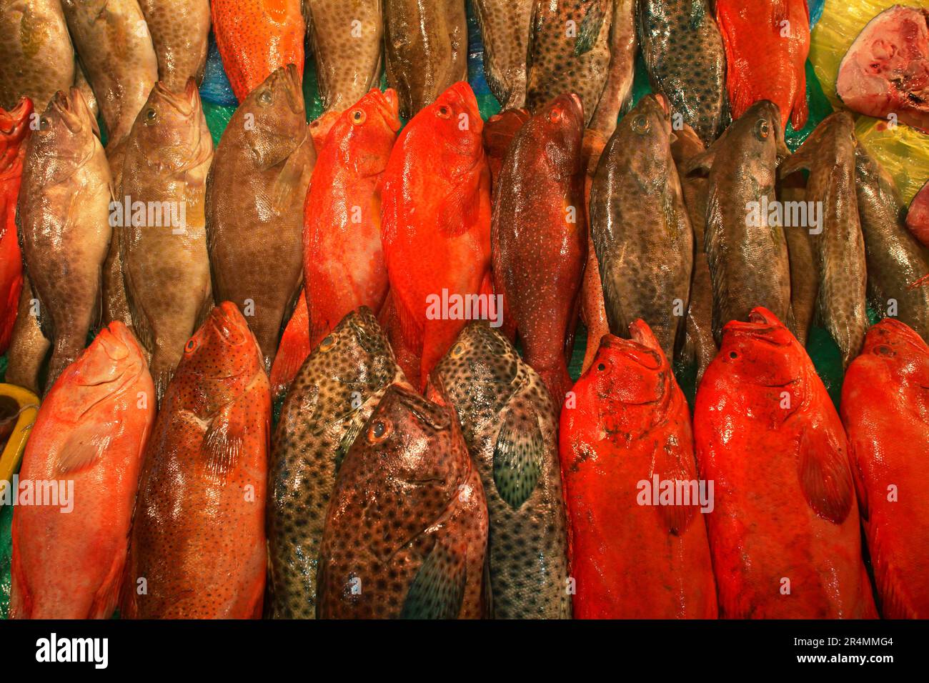Grouper fish (Lapu Lapu) in a seafood market in Manila, the Philippines ...
