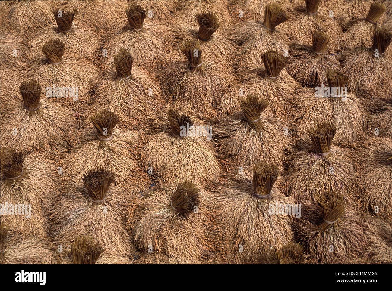 Rice bushels from above Stock Photo - Alamy