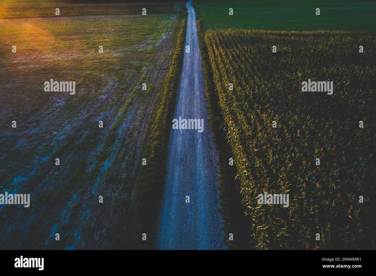 Dusk on corn fields Stock Photo - Alamy