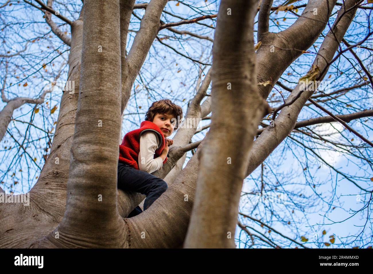 portrait of a child sitting high on a tree branch against a blue sky ...