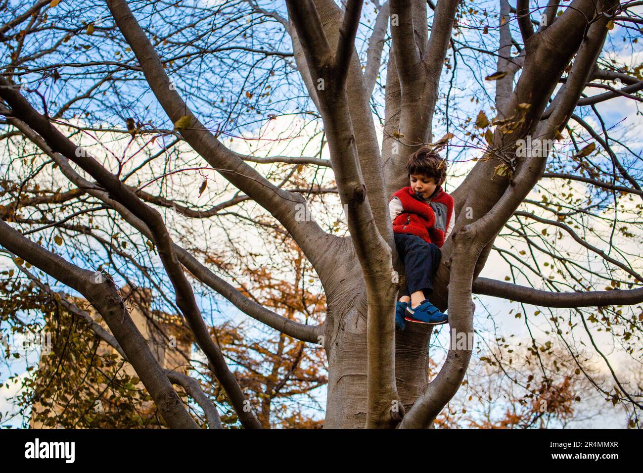 Portrait of a small child sitting high in the branches of a tree Stock ...