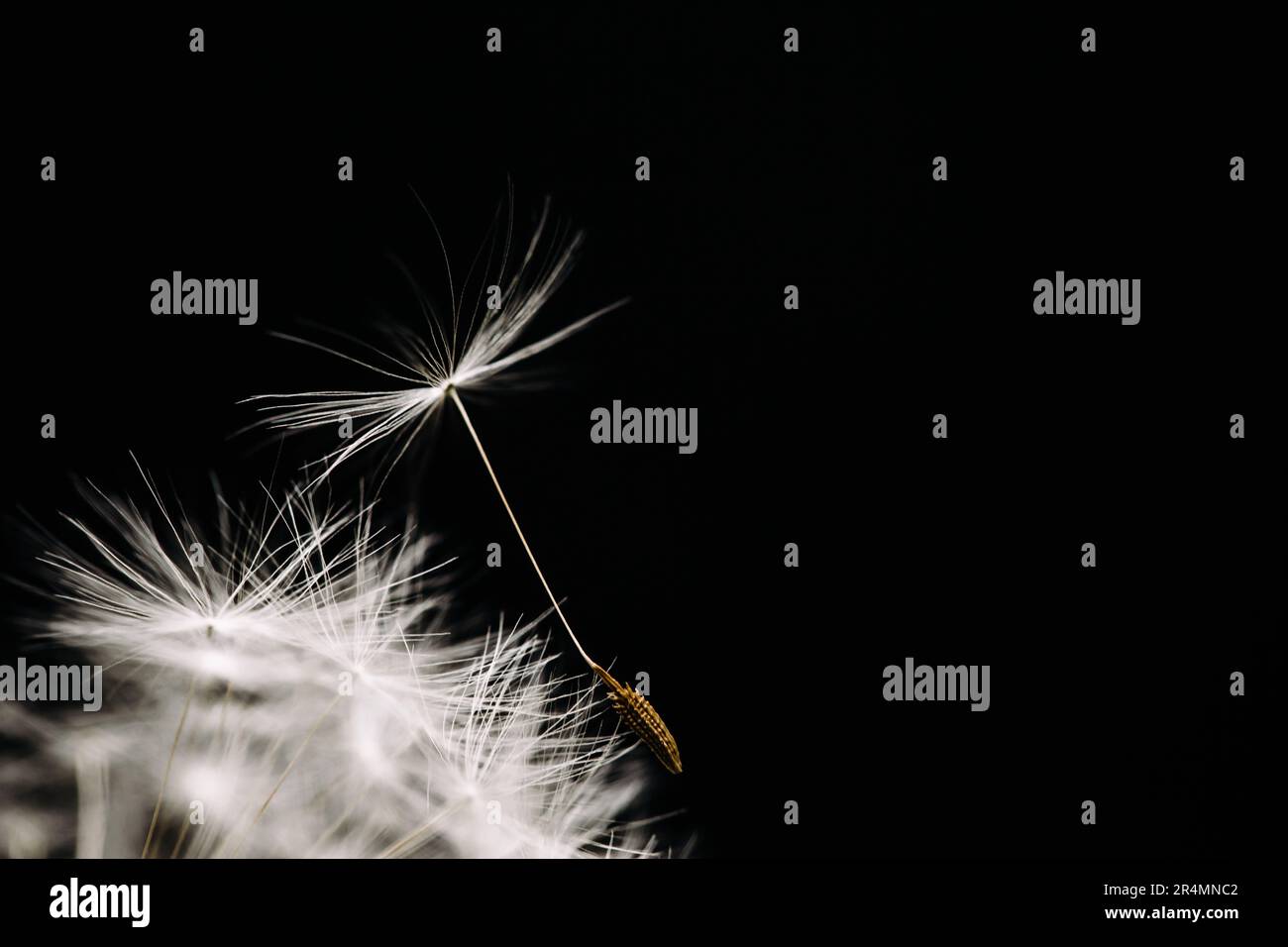 Close up side view of dandelion seed on black background Stock Photo ...