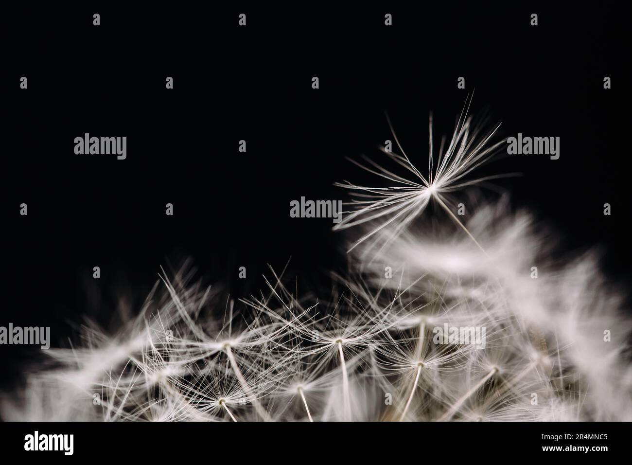 Close up side view of dandelion seed on black background Stock Photo ...