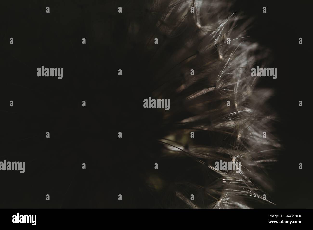 Close up side view of dandelion Stock Photo - Alamy