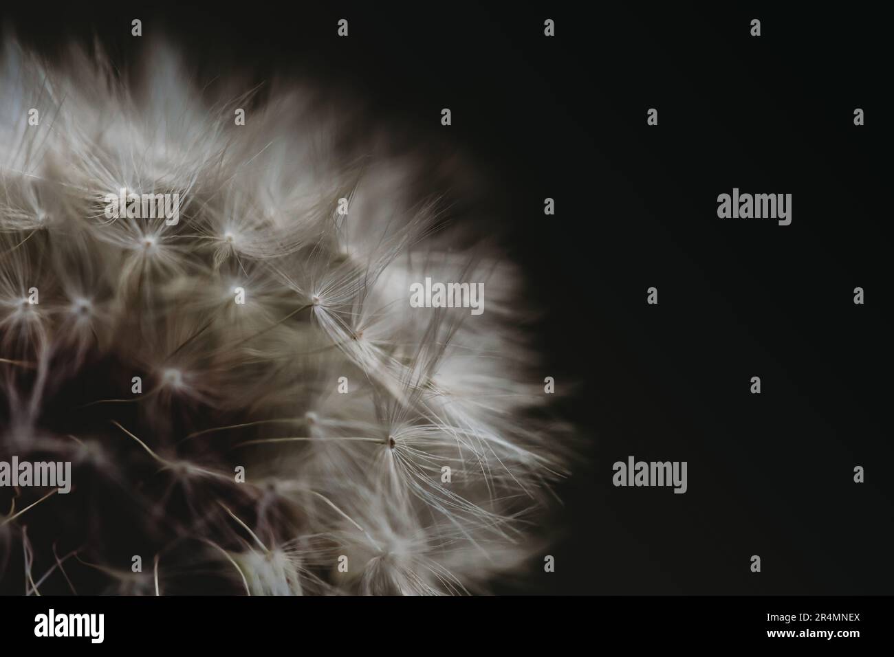 Close up side view of dandelion Stock Photo - Alamy