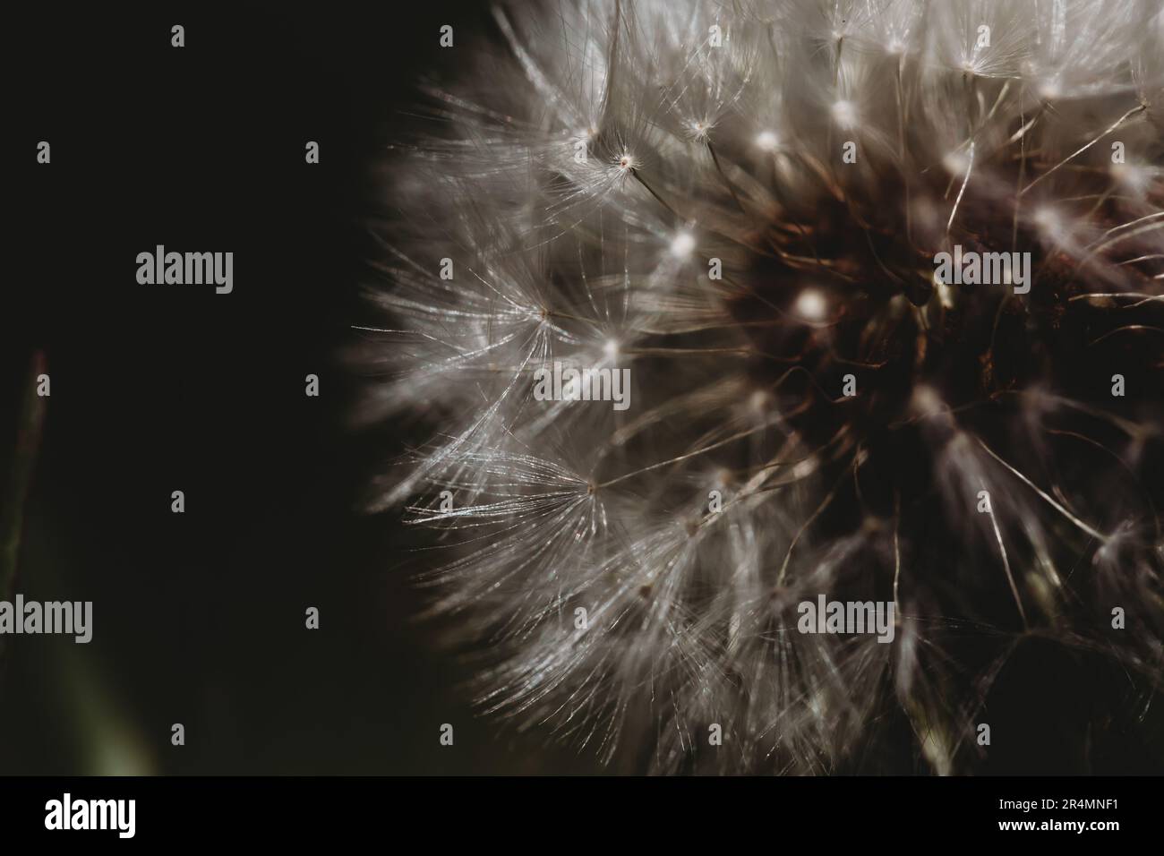 Close up side view of dandelion Stock Photo - Alamy