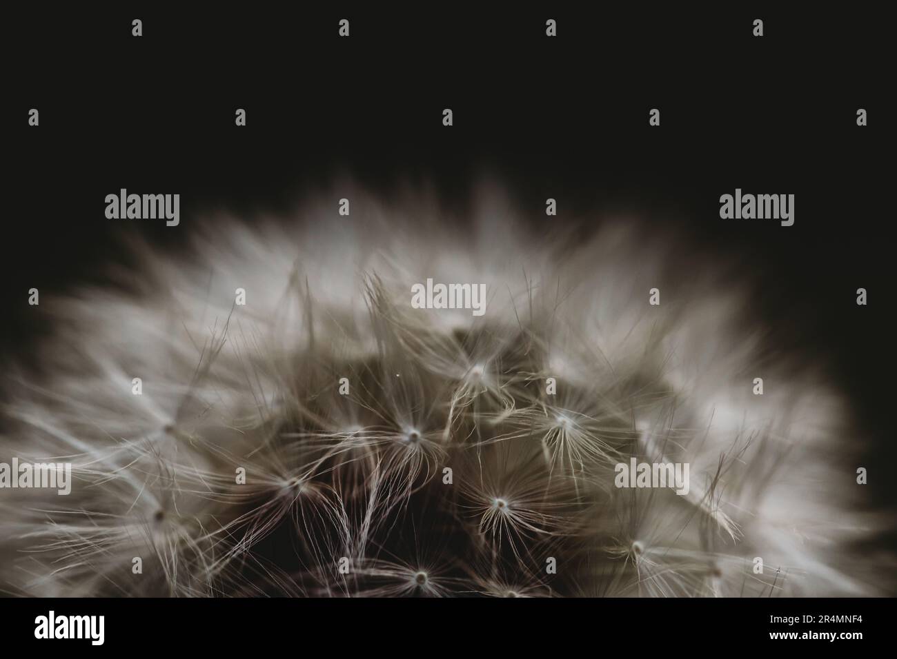 Close up side view of dandelion Stock Photo - Alamy