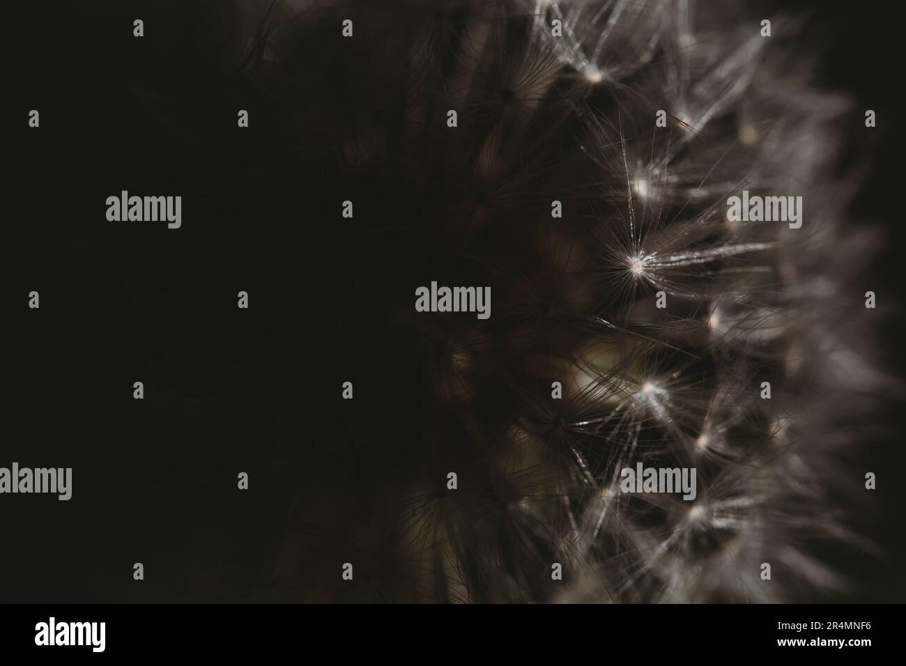 Close up side view of dandelion Stock Photo - Alamy