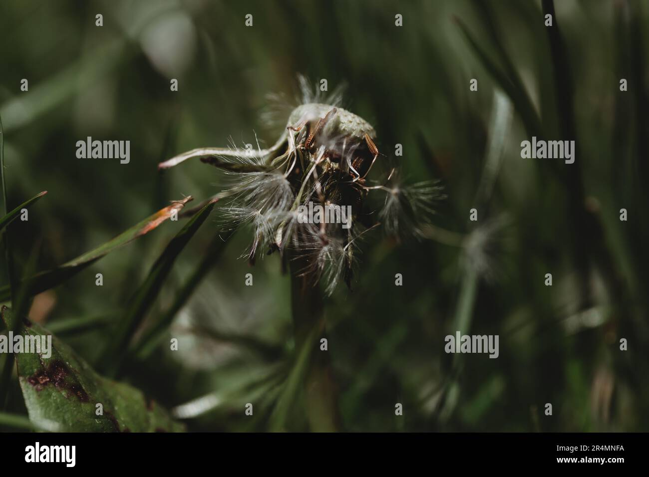 Macro close up flower hi-res stock photography and images - Alamy