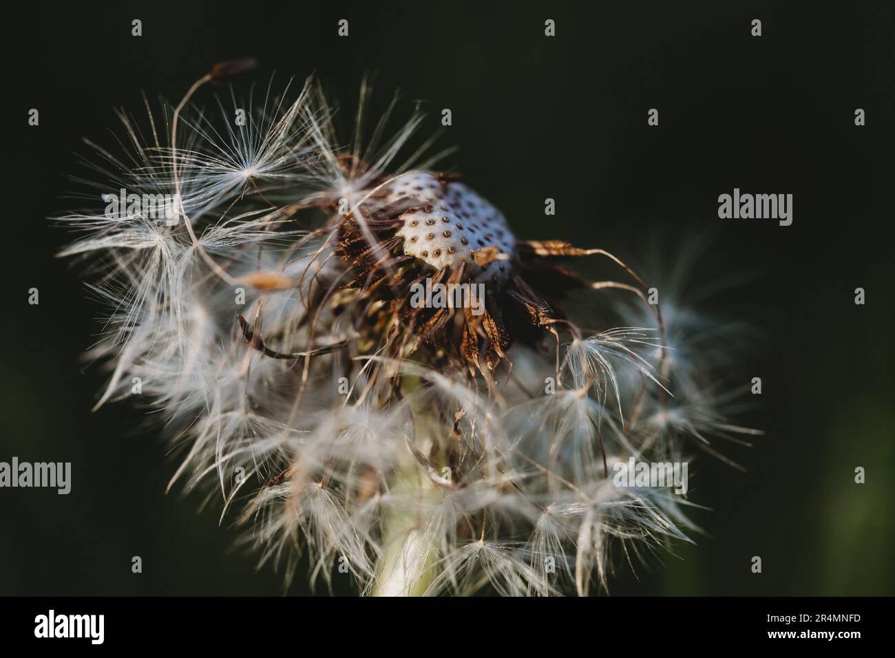 Close up side view of dandelion losing seeds Stock Photo - Alamy