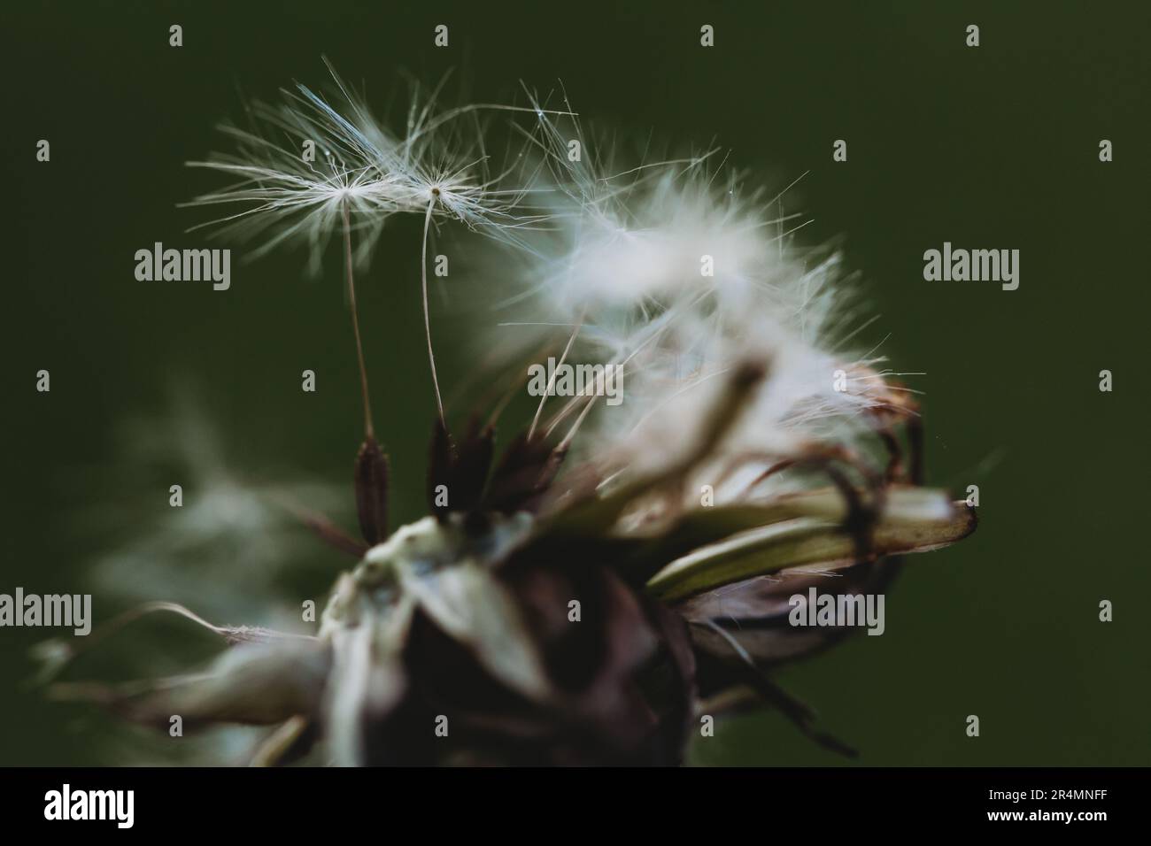 Close up side view of dandelion seeds Stock Photo - Alamy