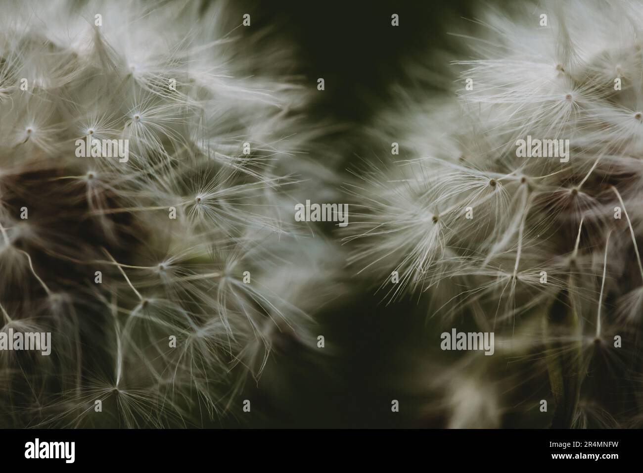 Dandelions macro hi-res stock photography and images - Alamy