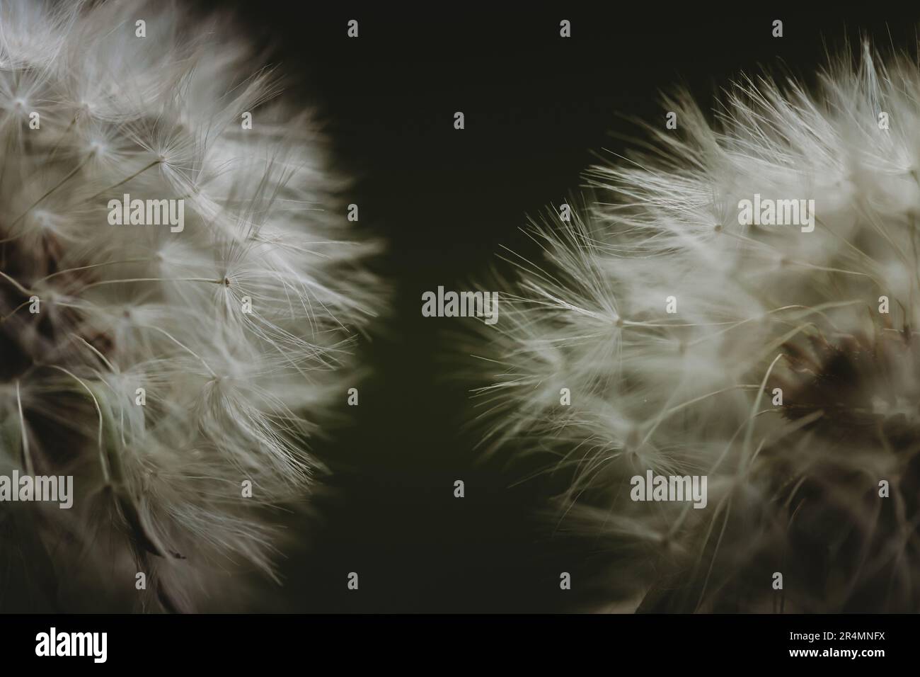 Close up side view of dandelions Stock Photo - Alamy