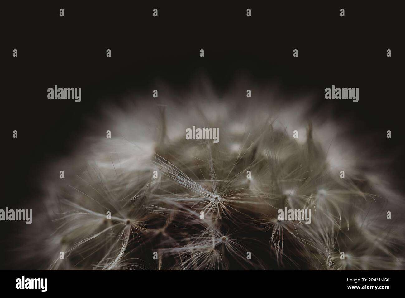 Dandelion seeds top view hi-res stock photography and images - Alamy