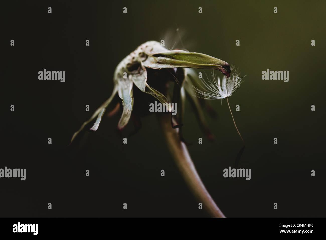 Close up side view of dandelion losing seed Stock Photo - Alamy