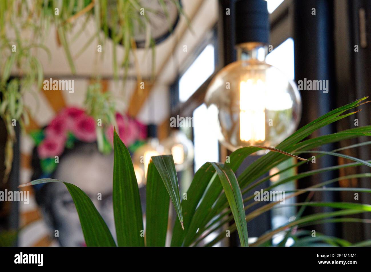 Coffee plant cafe london hi-res stock photography and images - Alamy