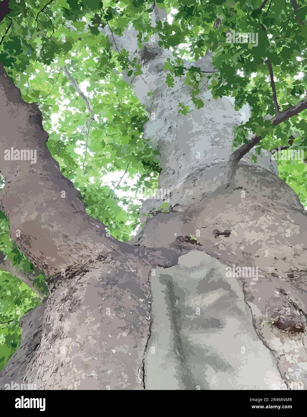 Sycamore fruit Stock Vector Images - Alamy