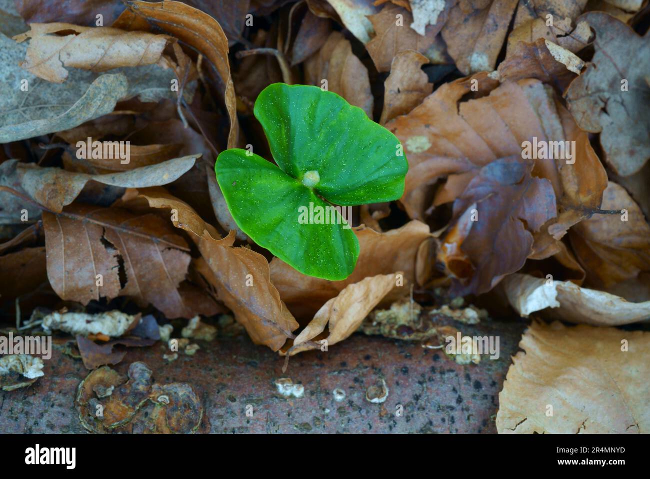 Beech tree seedling fagus sylvatica hi-res stock photography and images ...