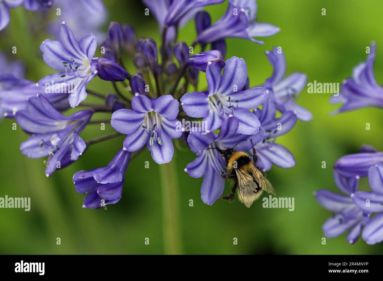 Blue African lily, Agapanthus, flowers in close up with a bumble bee ...