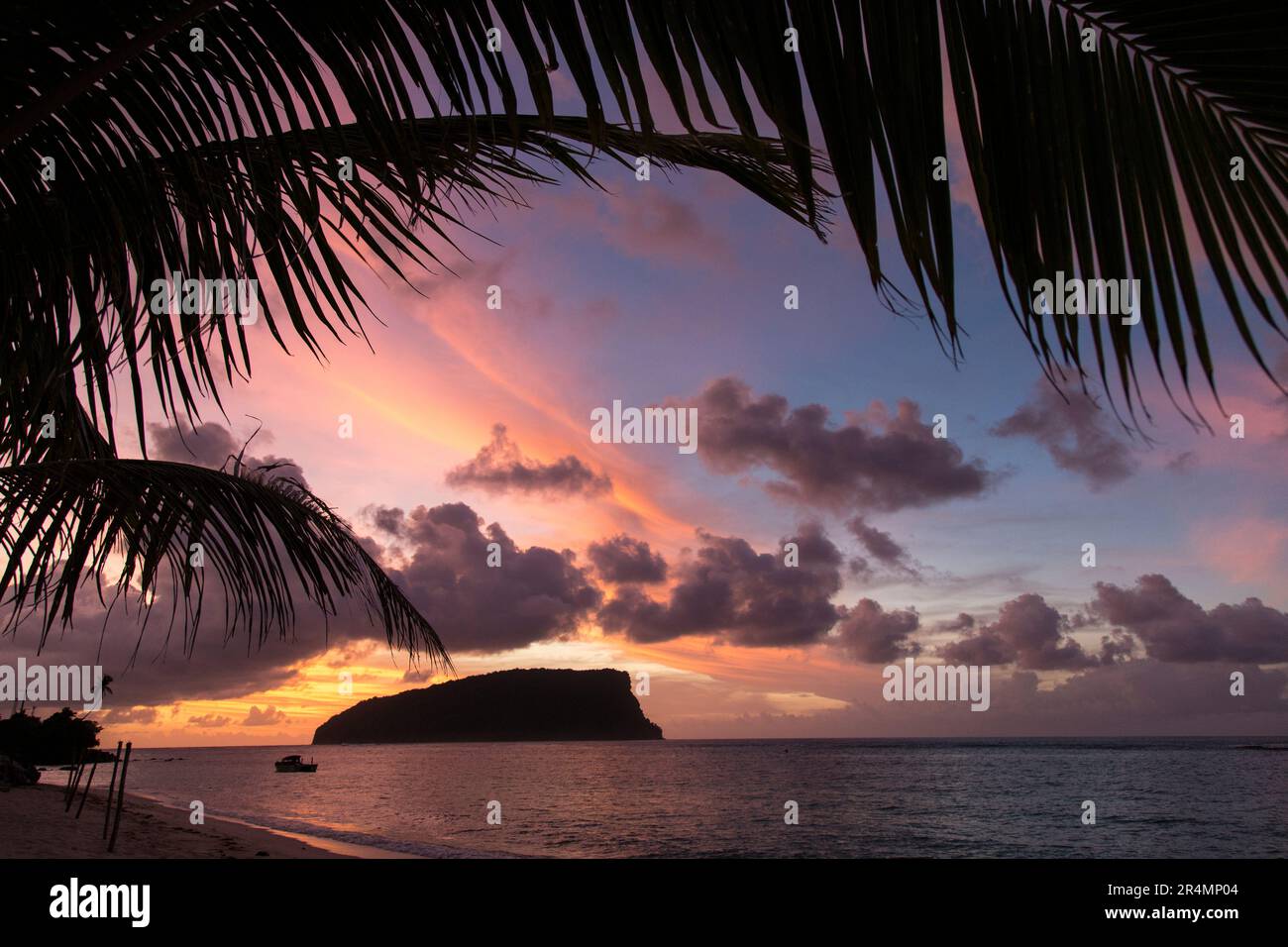 Palm tree leaf at beach in Samoa, during a pink and blue sunrise Stock ...
