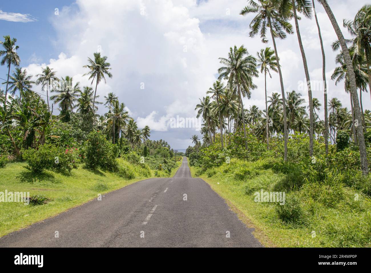 Lonely road in Samoa, crossing a coconut plantation Stock Photo - Alamy