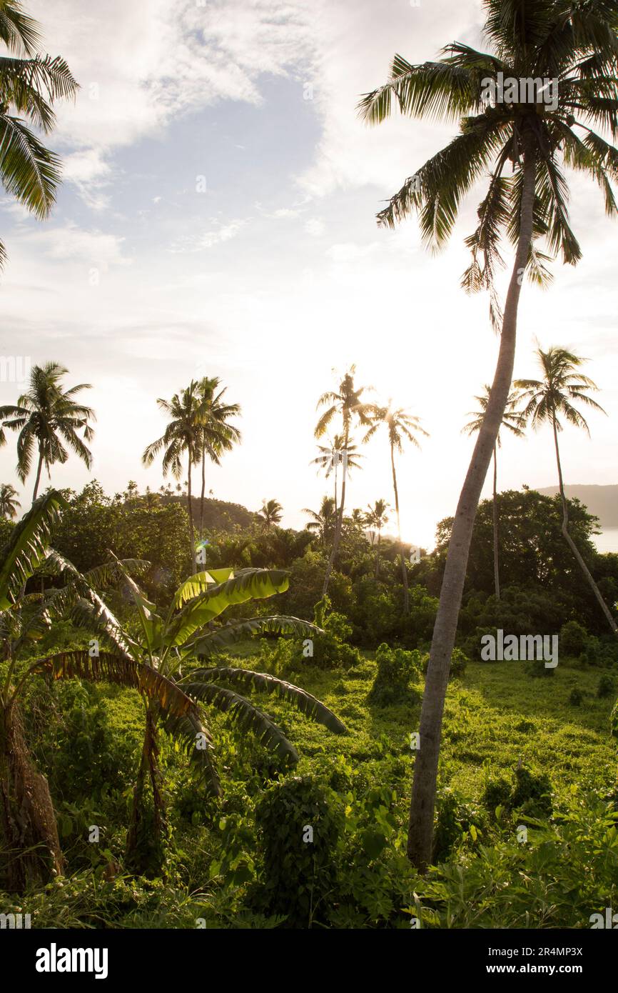 palm trees by beach, during golden hour, Samoa Stock Photo - Alamy