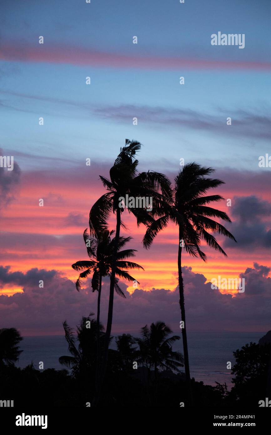 Silhouette of three palm trees during sunrise in Samoan beach Stock ...
