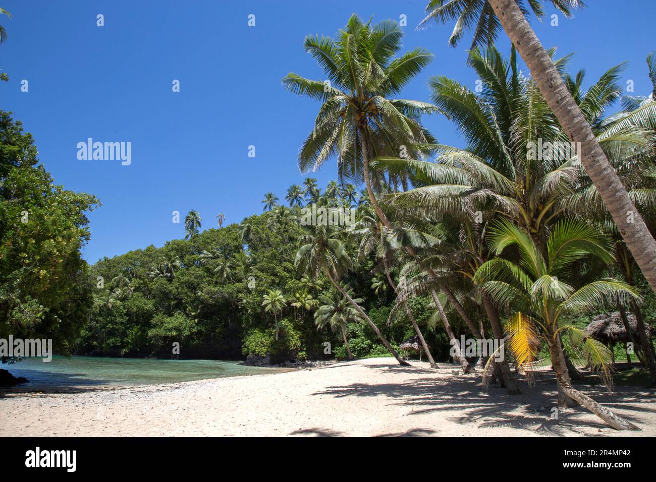 Tropical white sand beach, with palm trees under blue sky, Samoa Stock ...
