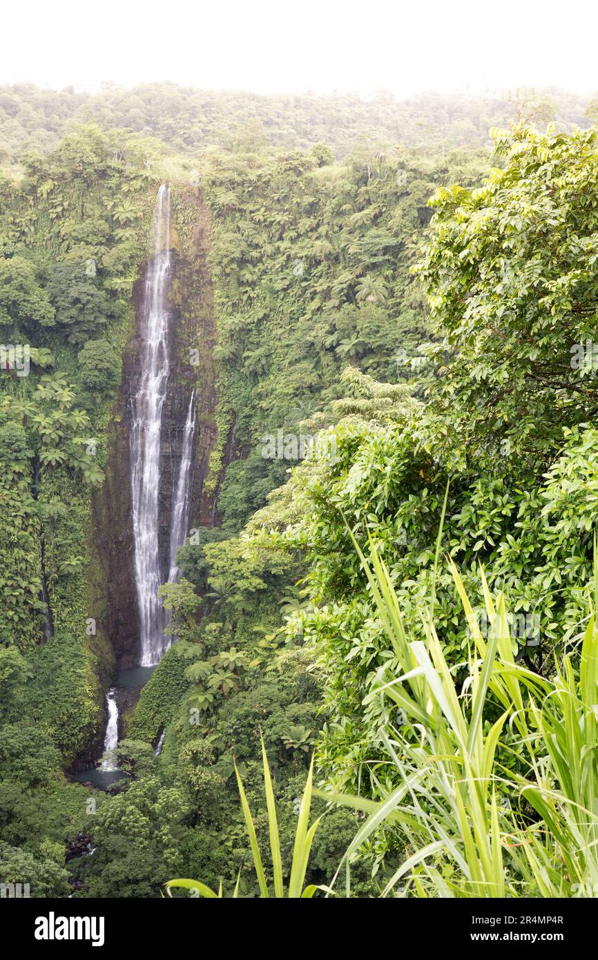 High waterfall in tropical rainforest during golden hour, Samoa Stock ...